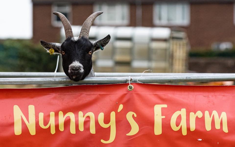 Nunny's Farm is now open - Gi Media