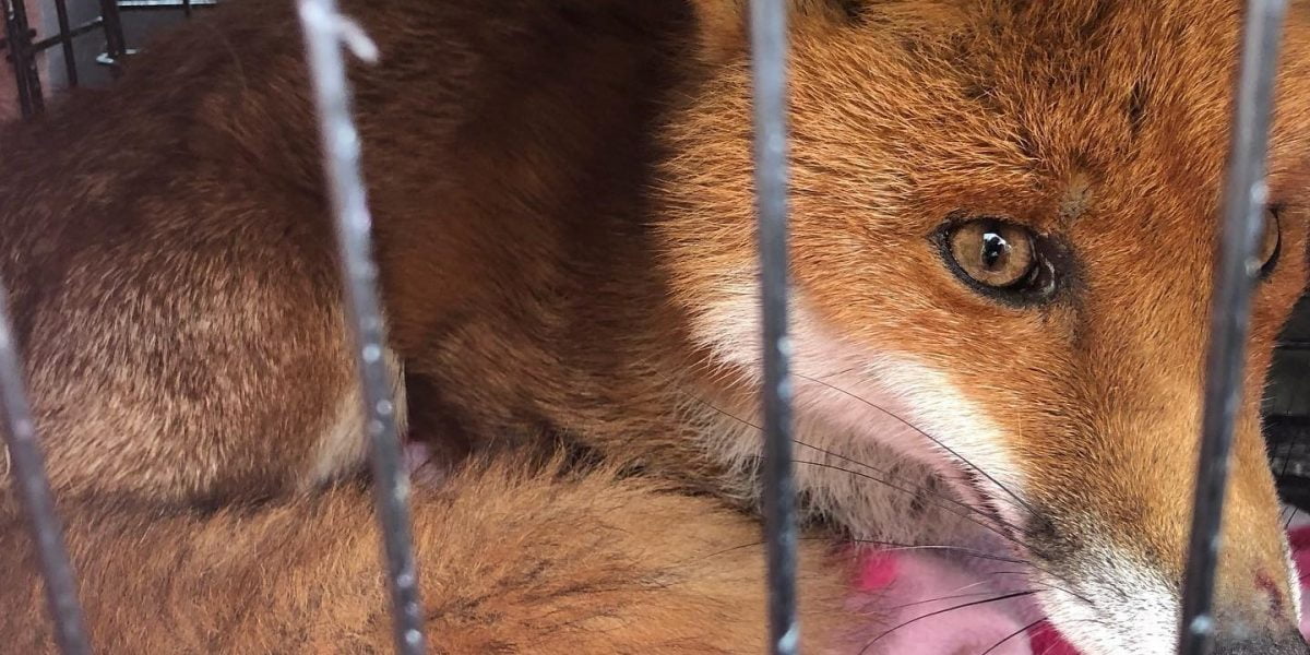 Lucky fox saved by Cleethorpes Wildlife Rescue - Gi Media