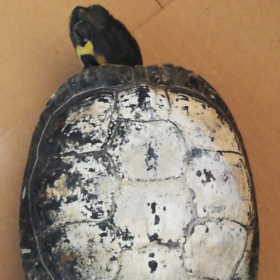 Horror as turtle thrown around by kids in People's Park - Gi Media