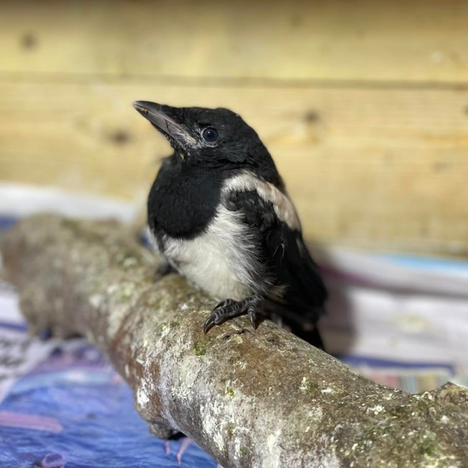 Charlie the Cheeky Chappy Magpie saved from crow attack - Gi Media